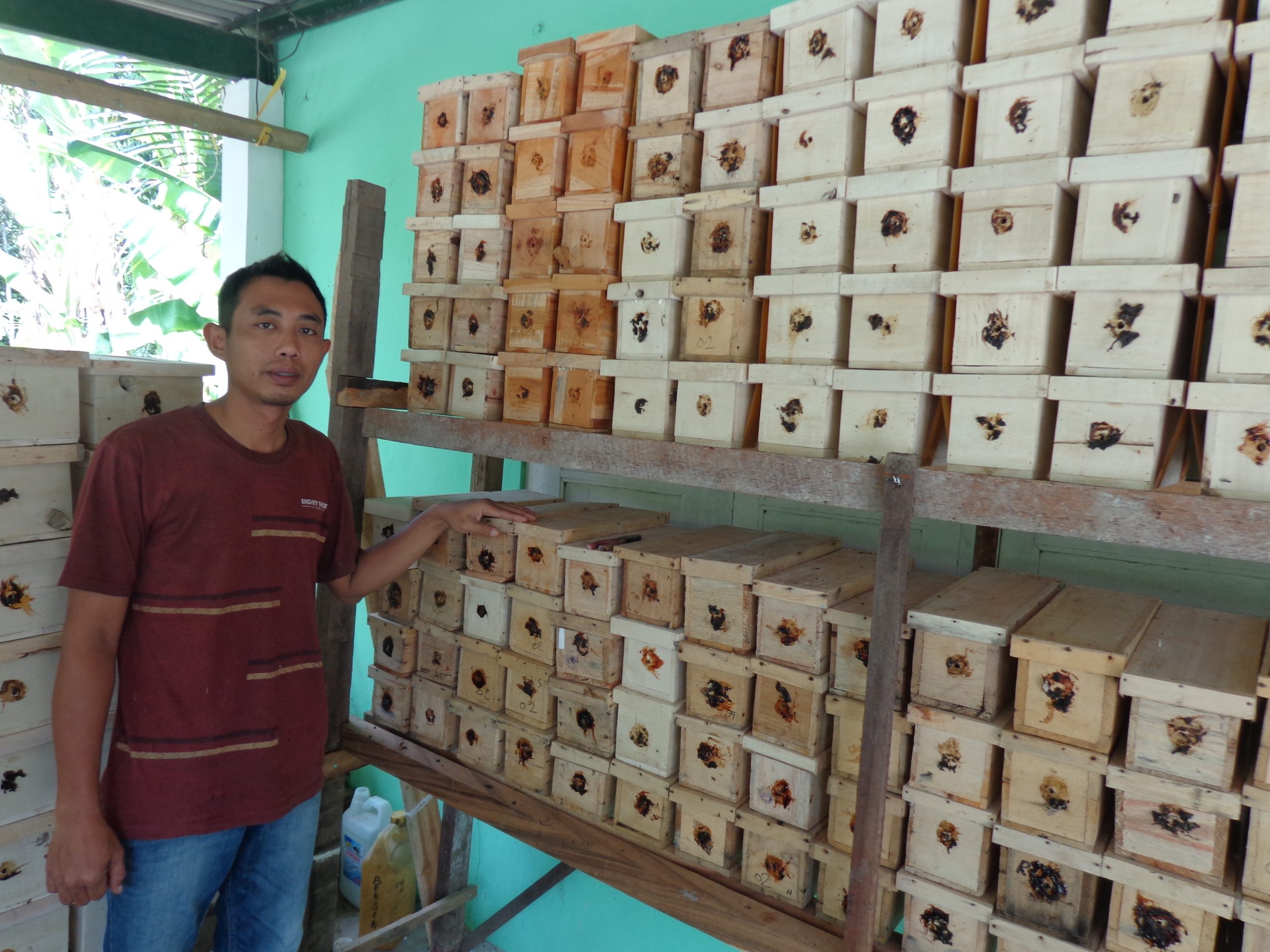 Budidaya Lebah Lanceng: Satu Rumah Satu Kotak - mandiripangan.com